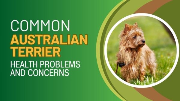 7 Common Australian Terrier Health Problems & Concerns - A-Z Animals