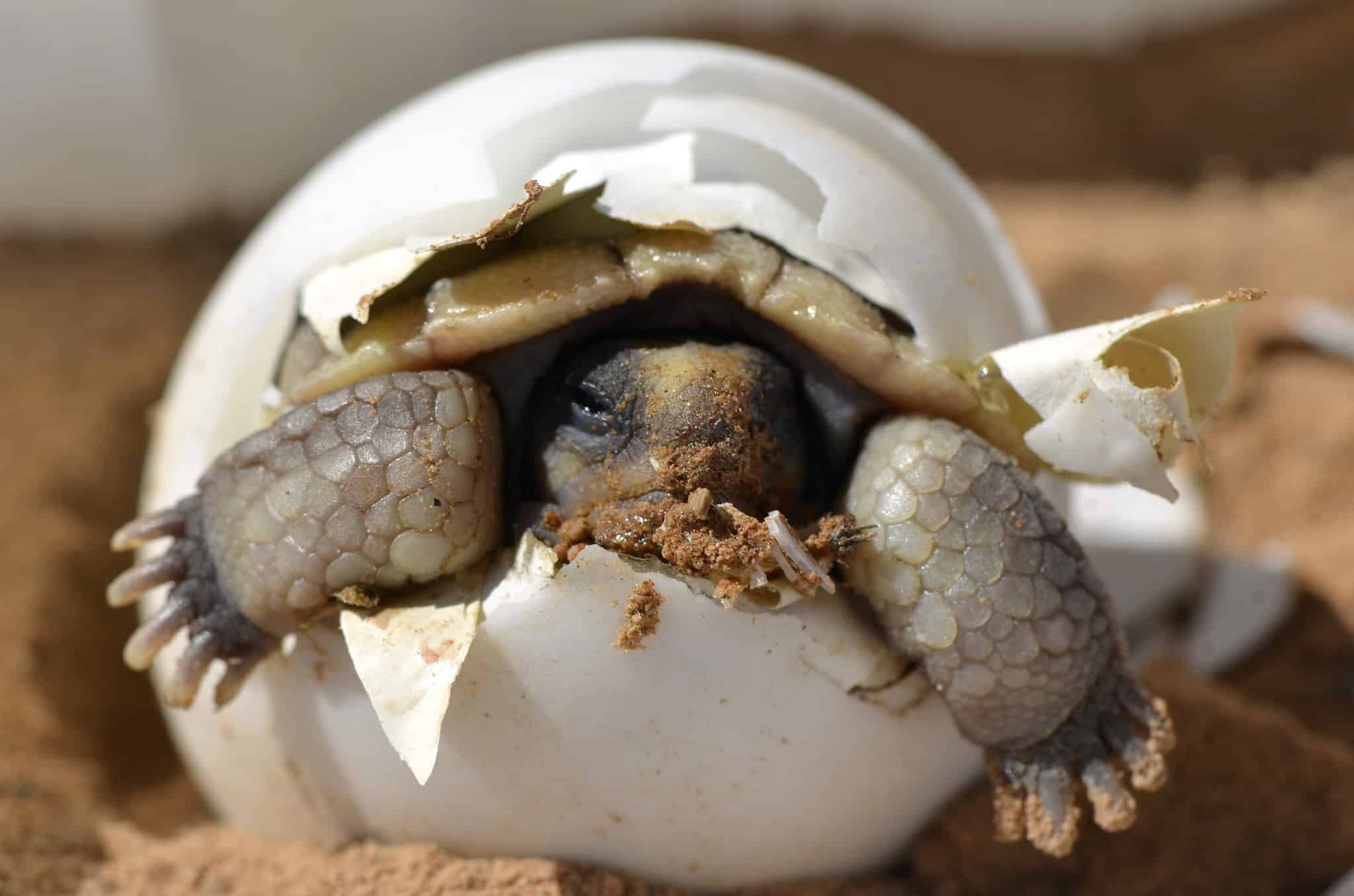 Desert Tortoises' Unique Adaptations to Harsh Desert Environments - A-Z ...