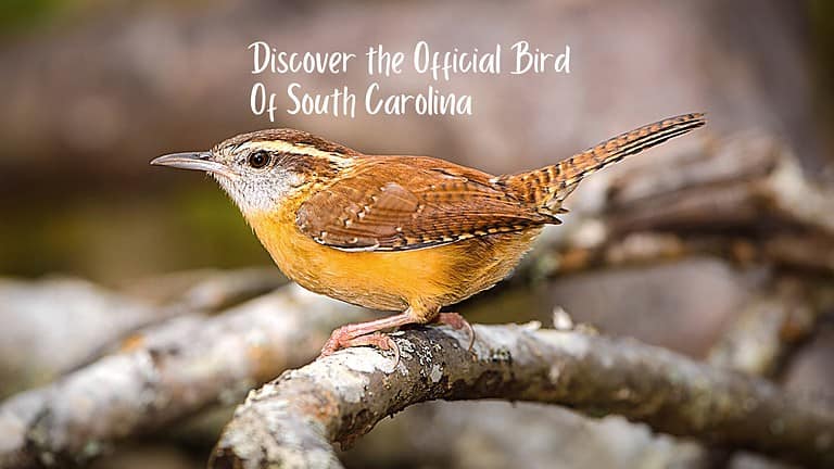 Discover the Official State Bird of South Carolina - A-Z Animals