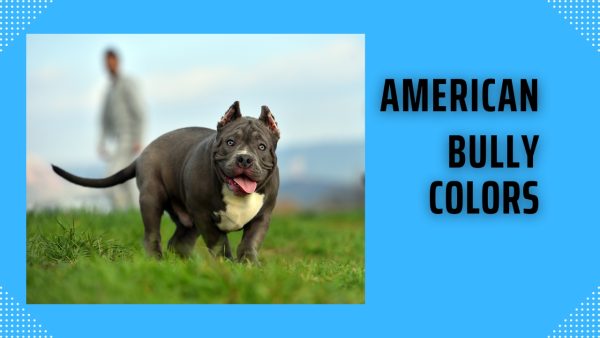American Bully Colors - A-Z Animals