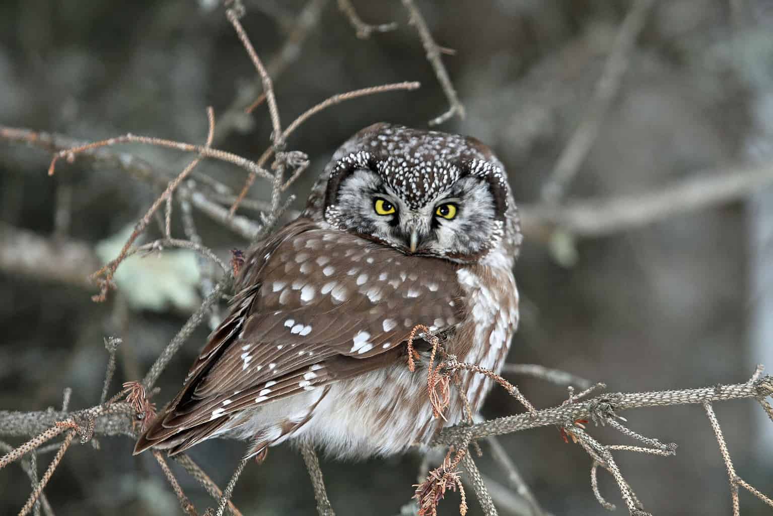 Discover 14 Types of Owls in Oregon (From Rarest to Most Common) - A-Z ...