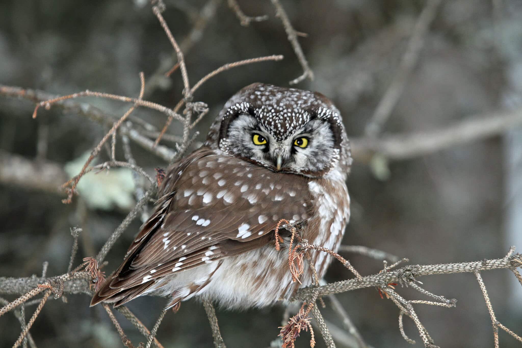15 Owls that Live in Washington State (and Where You're Likely to See ...