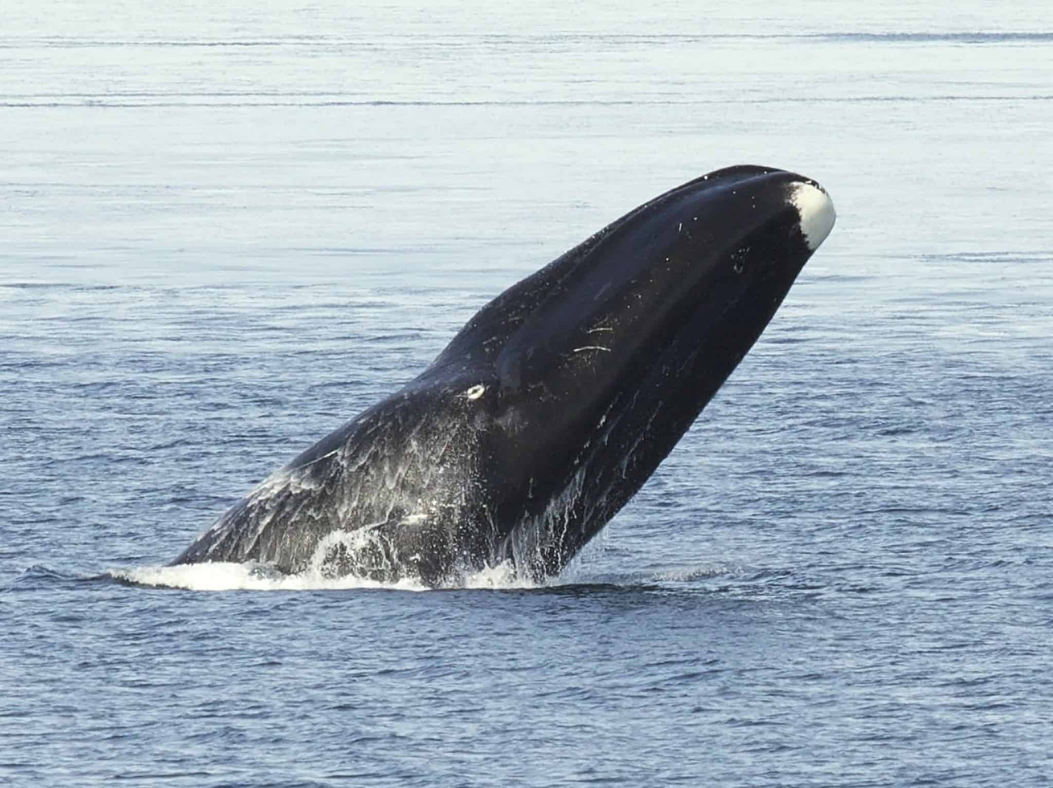 The Future of Bowhead Whales Depends on Us - A-Z Animals