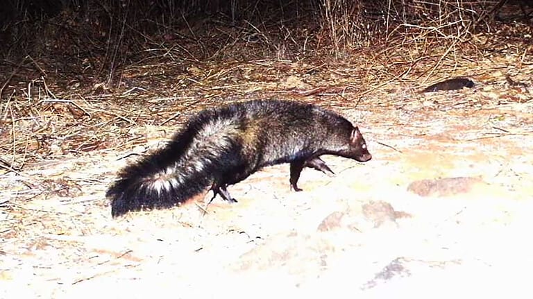 The Complete List of 15 Animals with Bushy Tails - A-Z Animals