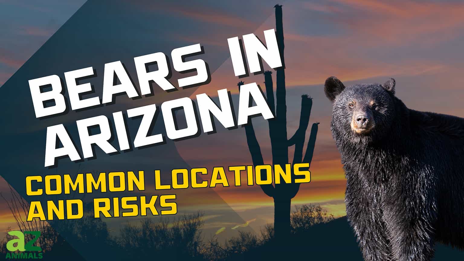 5 Places You're Most Likely to Encounter a Bear in Arizona This Winter ...