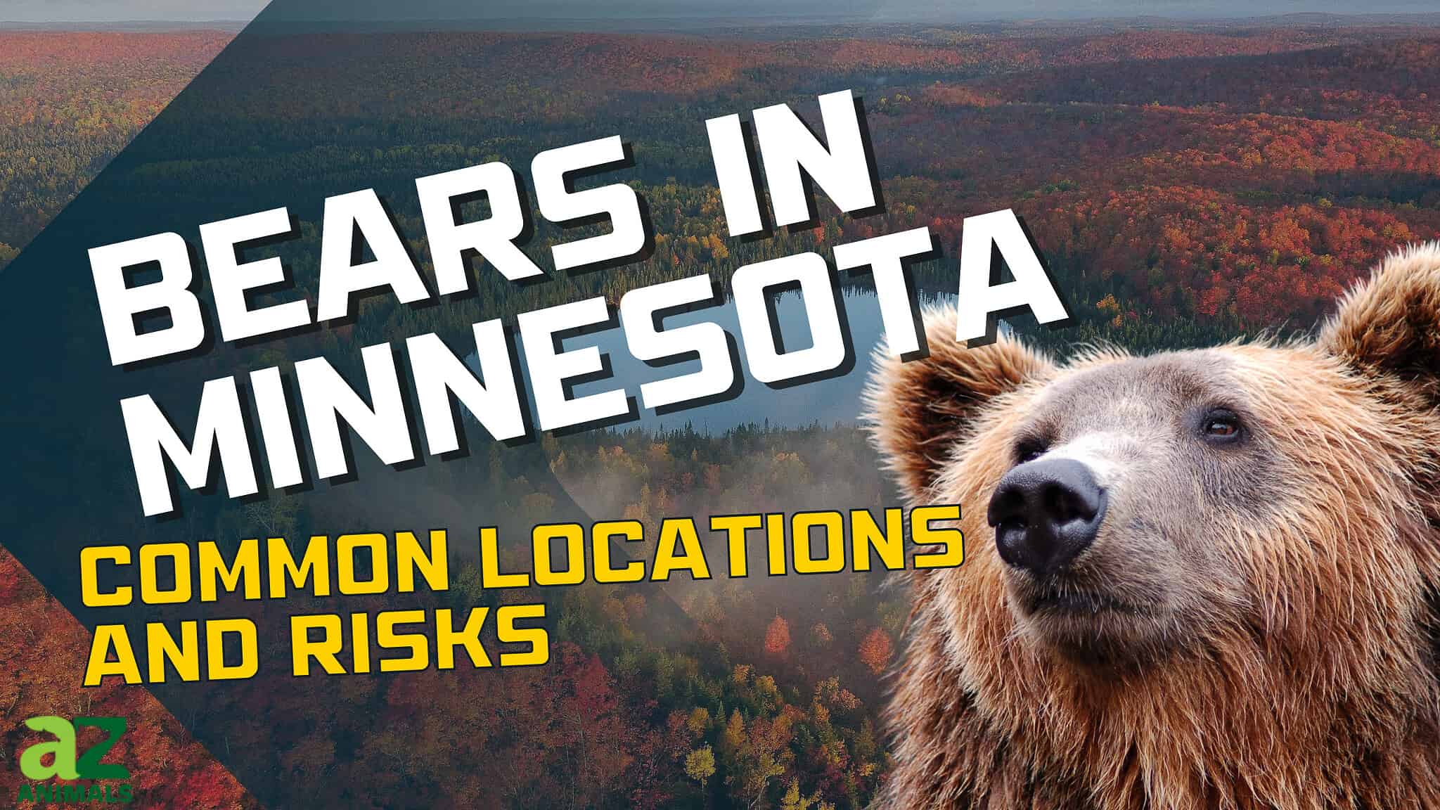 The 7 Most Bear-Infested Places in Minnesota This Winter - A-Z Animals