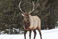Elk Teeth: Everything You Need To Know - A-Z Animals
