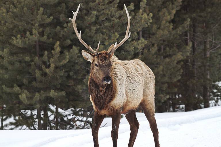 Elk Teeth: Everything You Need To Know - A-Z Animals