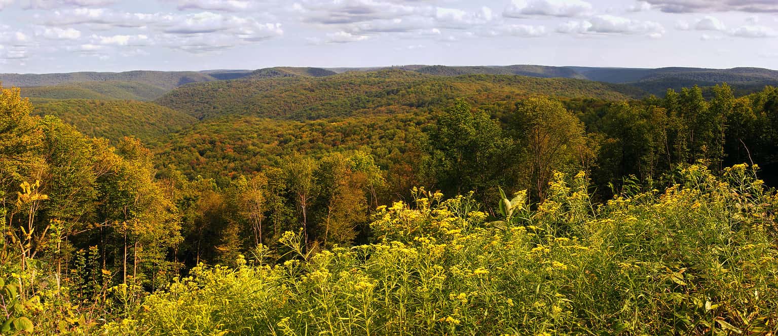 9 Pennsylvania Cryptids: Appearance, Behavior, and Location