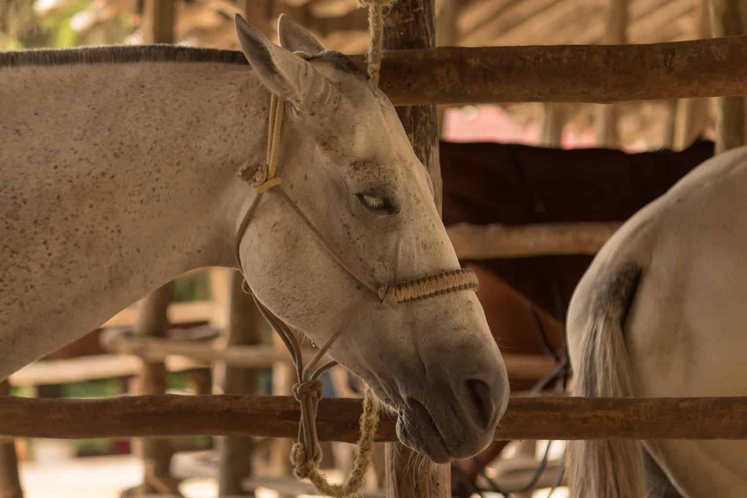 Moon Blindness in Horses: Causes, Symptoms, and Treatment - A-Z Animals