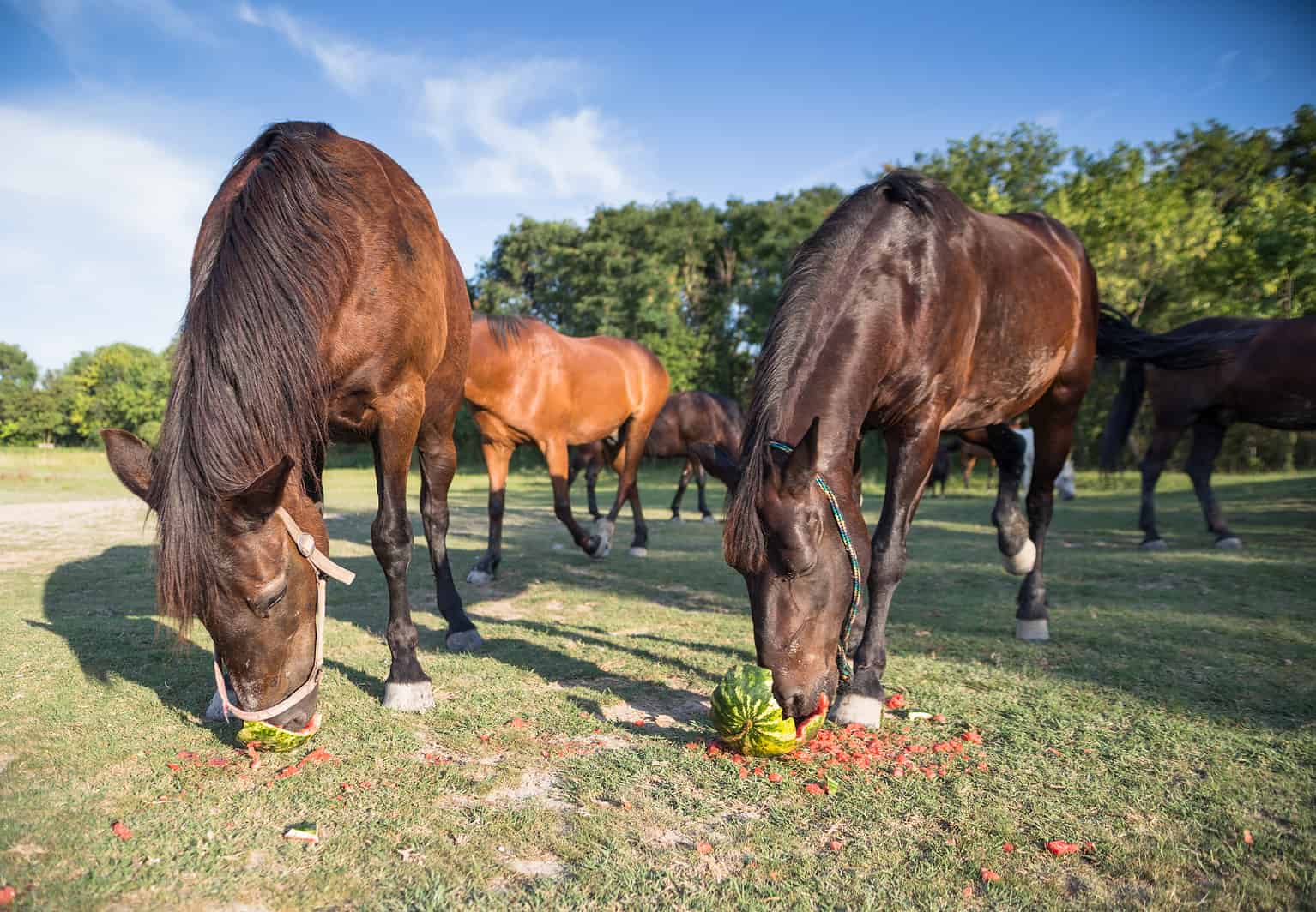 Food For Horses: What They Eat, What To Avoid, and Vet-Approved Treats ...