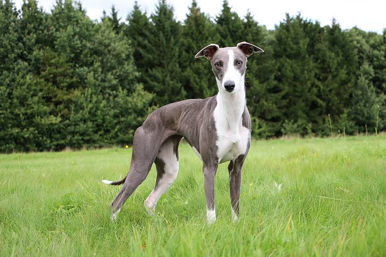 Whippet Progression: Growth Chart, Milestones, and Training Tips