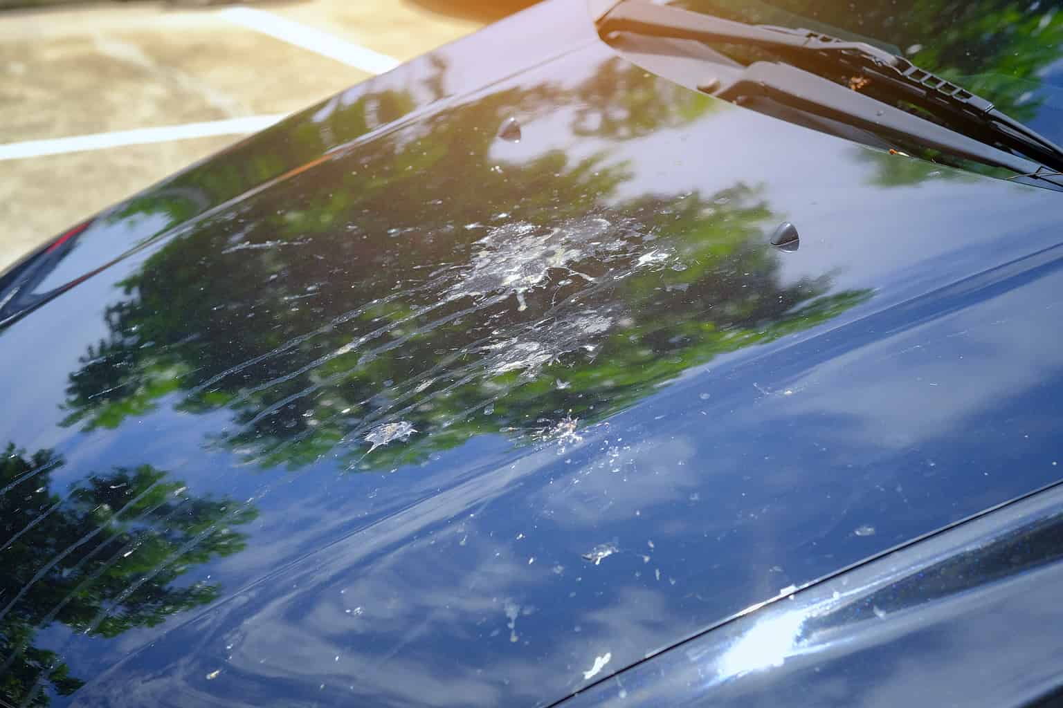Why Do Birds Always Poop on Your Car? Symbolism and More! - A-Z Animals