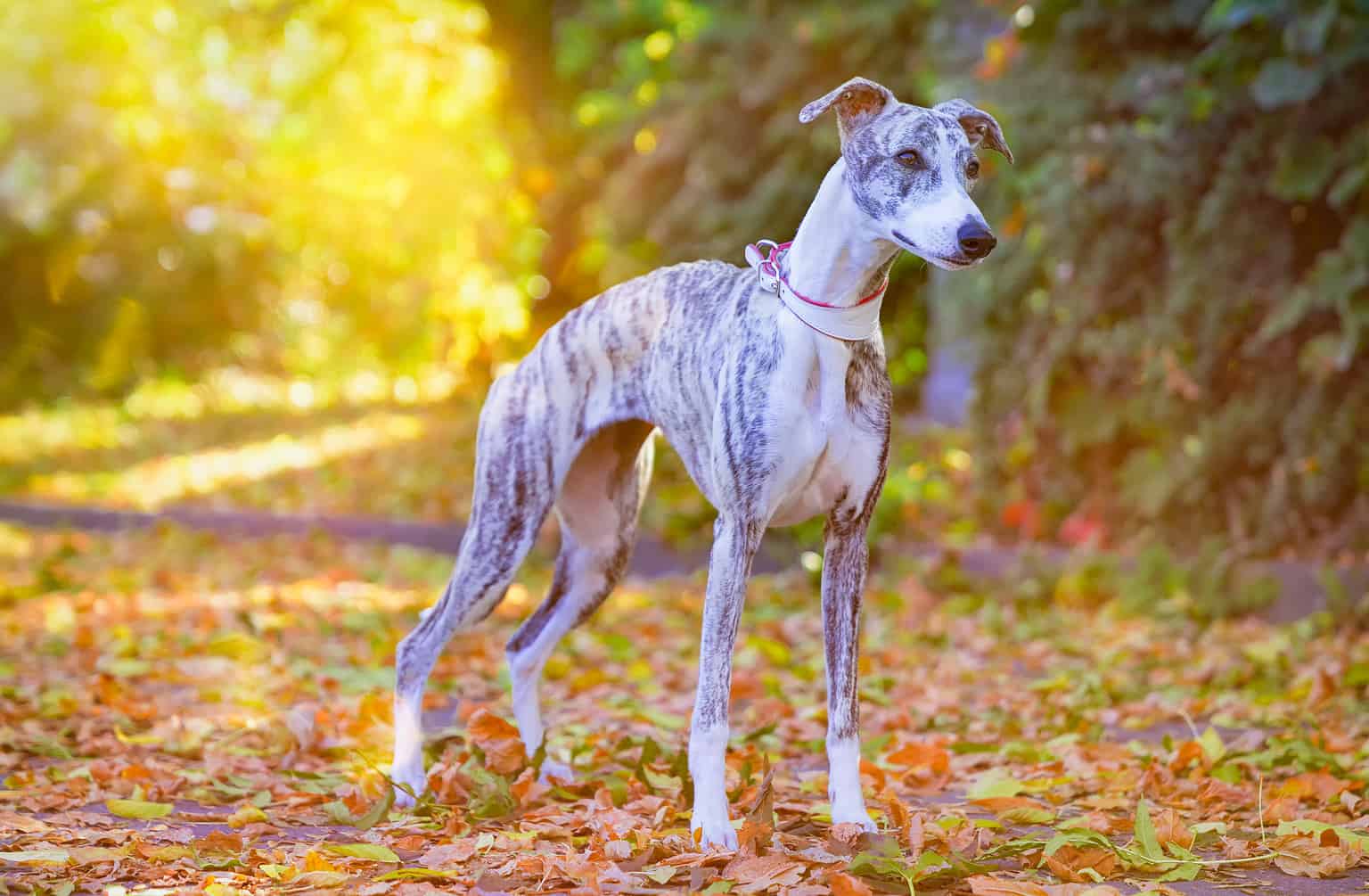 Whippet Progression: Growth Chart, Milestones, and Training Tips