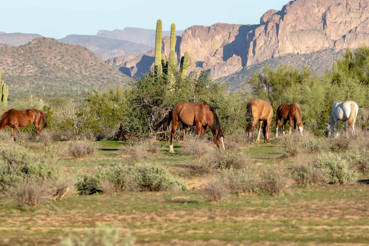 All About Arizona's Wild Horses: Population and Where to See Them - A-Z ...