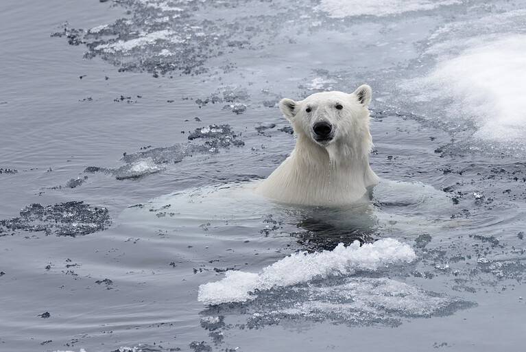 Where Do Polar Bears Live? 5 Regions and Countries You'll Find Them - A ...