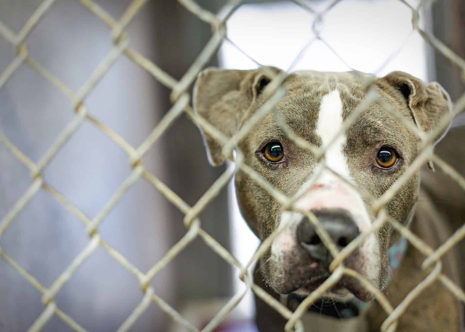 National Pit Bull Awareness Day 2024: Date, Origin, and Ways to ...