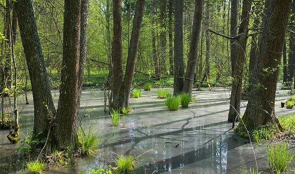 5 Incredible Plants That Thrive in Swamps - A-Z Animals