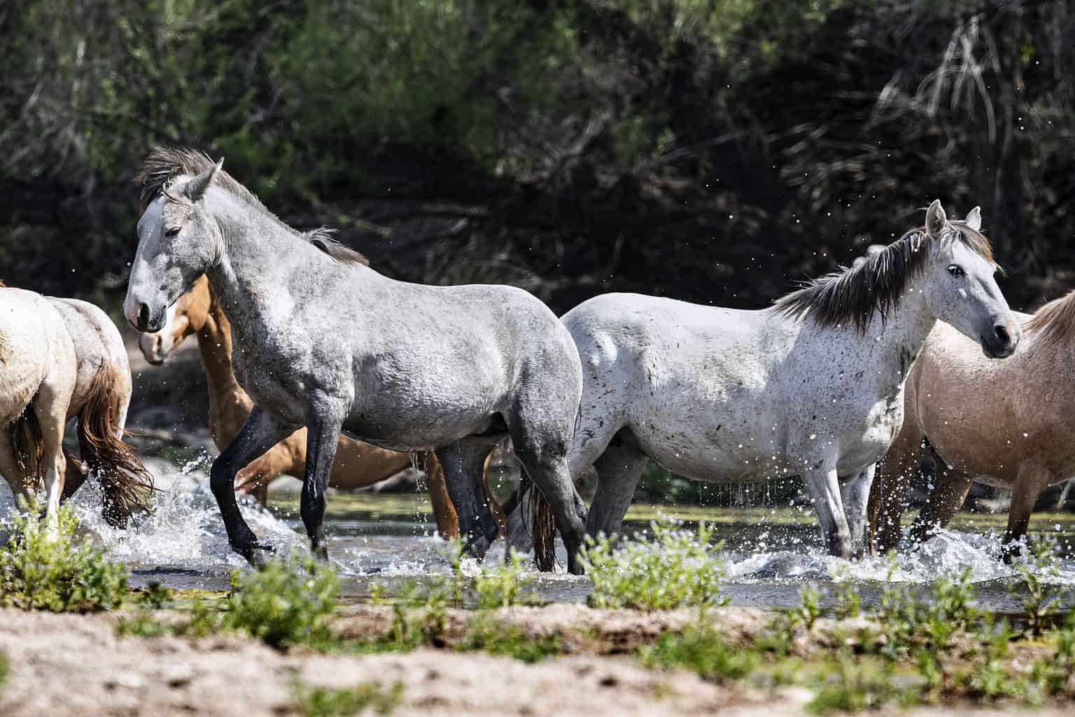 40+ Incredible Grey Horse Names - A-Z Animals