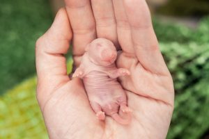 How to Care For a Baby Mouse: 10 Steps to Take If You Encounter One - A ...