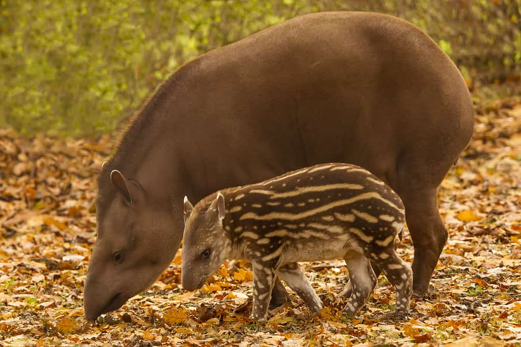 Atrocious or Adorable? Watch This Baby Tapir Chew Its Food - A-Z Animals