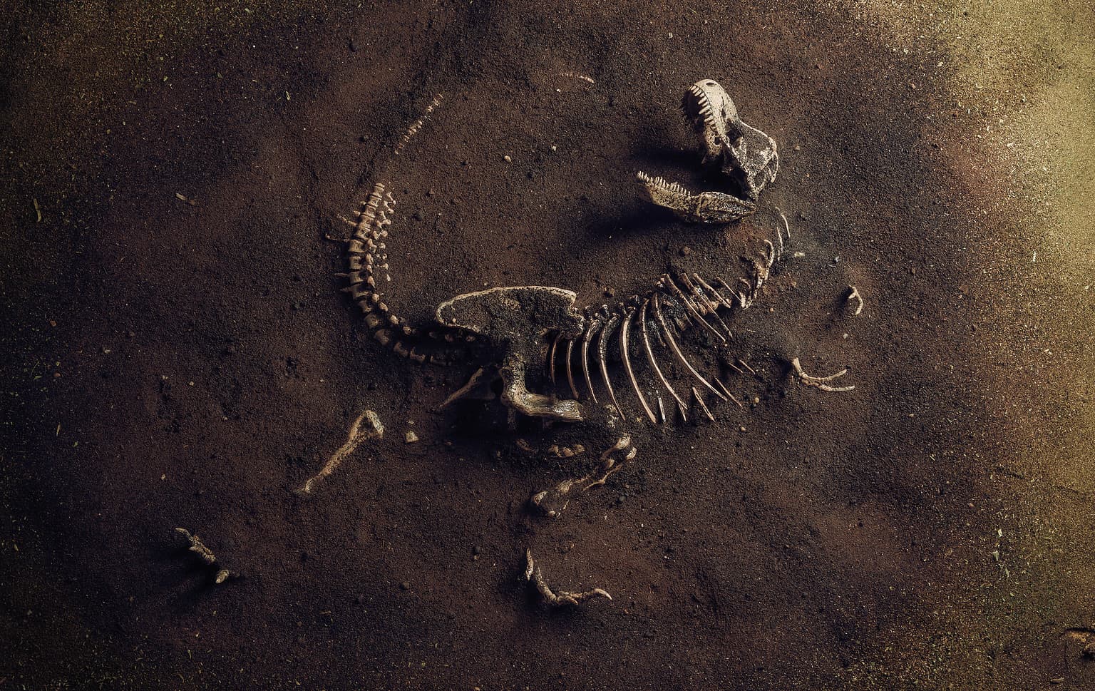 8 of Most Complete Dinosaur Fossils Ever Discovered - A-Z Animals