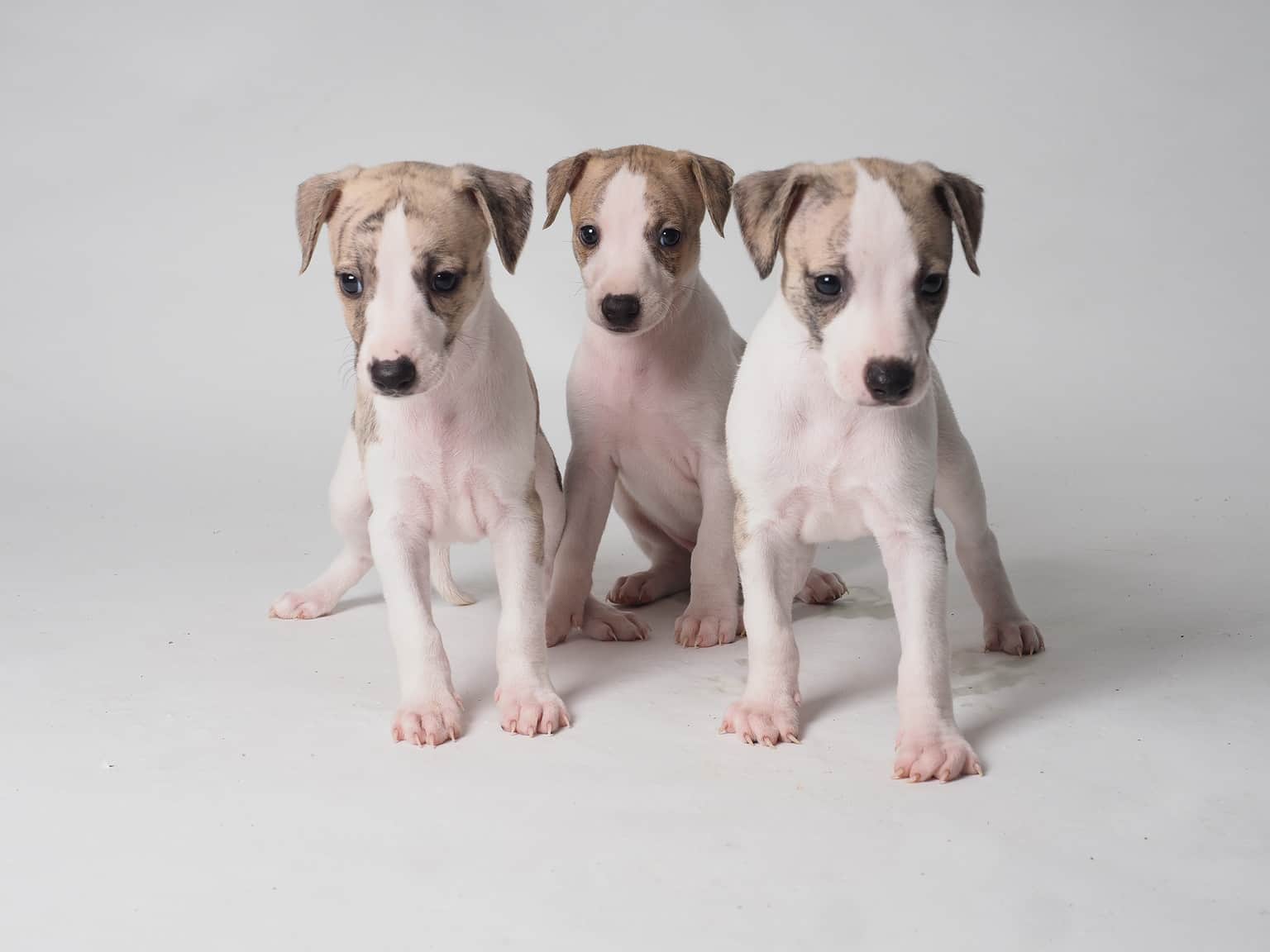 Whippet Progression: Growth Chart, Milestones, and Training Tips
