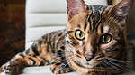 16 American Cat Breeds - A-Z Animals