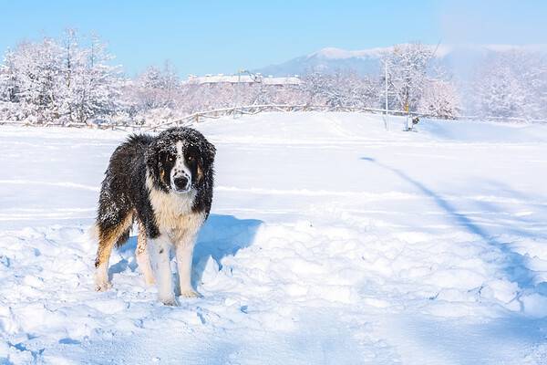 The 15 Best Dog Breeds That Can Handle and Thrive in Cold Weather - A-Z ...