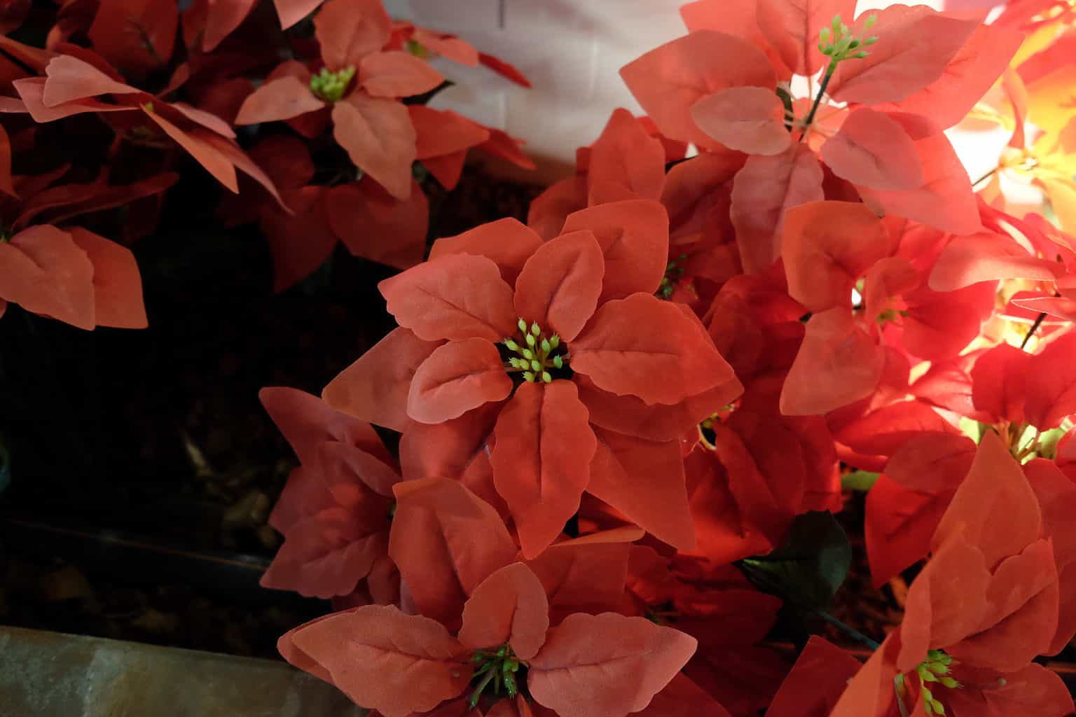 Poinsettia Colors: From Rarest to Most Common - A-Z Animals