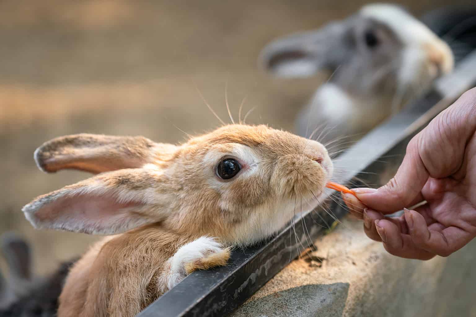 Yes, Rabbits Can Eat Bell Peppers! But Follow These 7 Tips - A-Z Animals