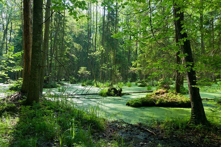 5 Incredible Plants That Thrive in Swamps - A-Z Animals
