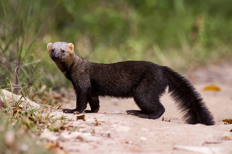 The Complete List of 15 Animals with Bushy Tails - A-Z Animals