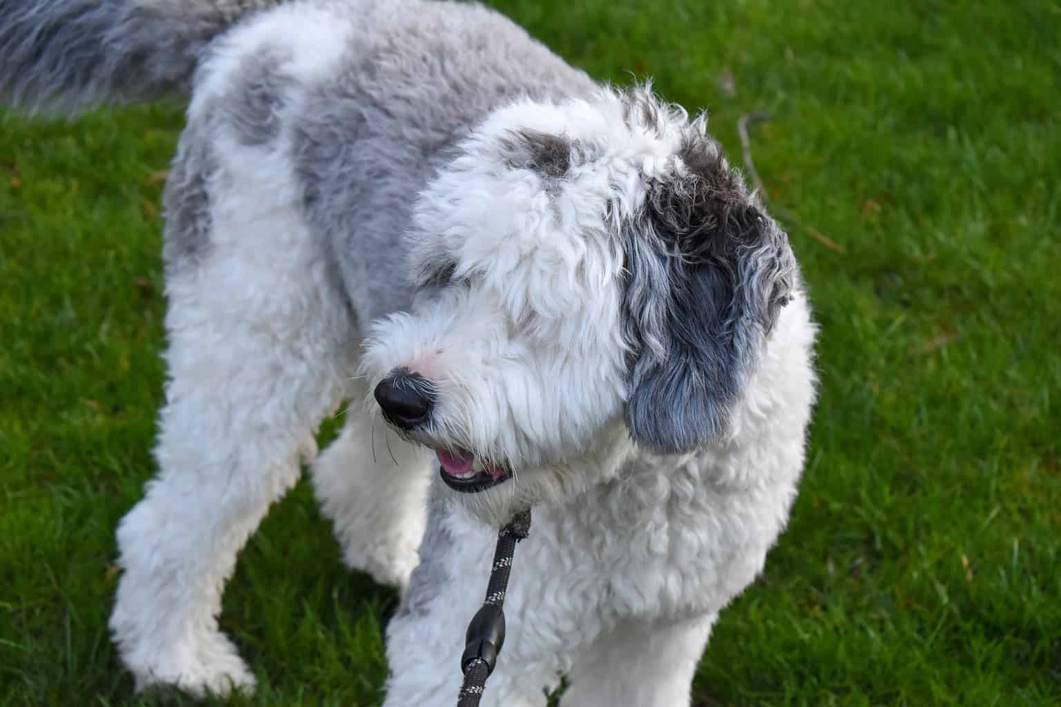 Sheepadoodle Colors: See the Rarest to Most Common - A-Z Animals