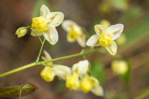 14 Gorgeous Flowers That Represent Growth - A-Z Animals