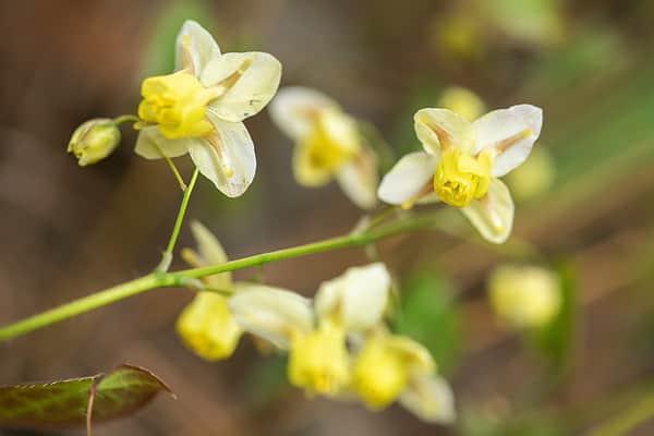 14 Gorgeous Flowers That Represent Growth - A-Z Animals