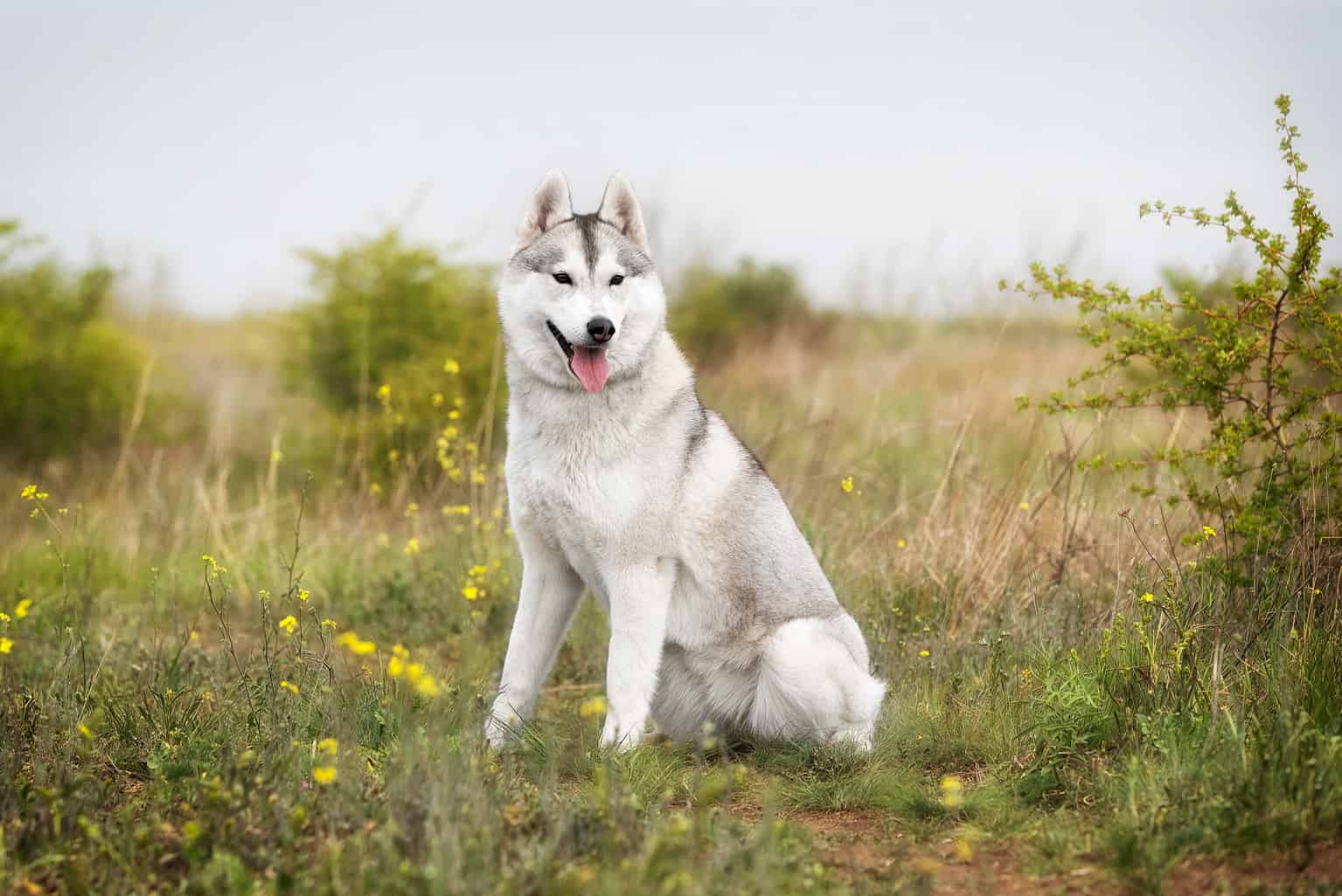 Siberian Husky Training Guide: Recommended Cues, Timelines, and More ...