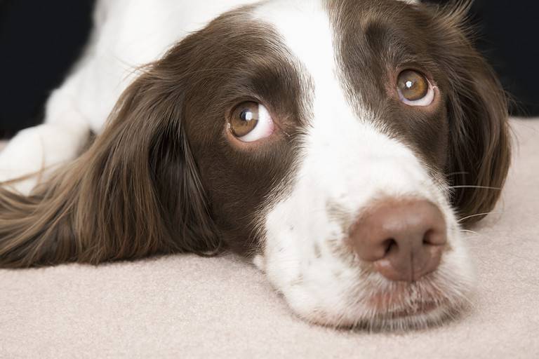 English Springer Spaniel Lifespan: Average Life Expectancy and More ...