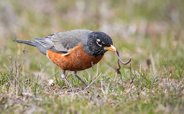 What do robins eat