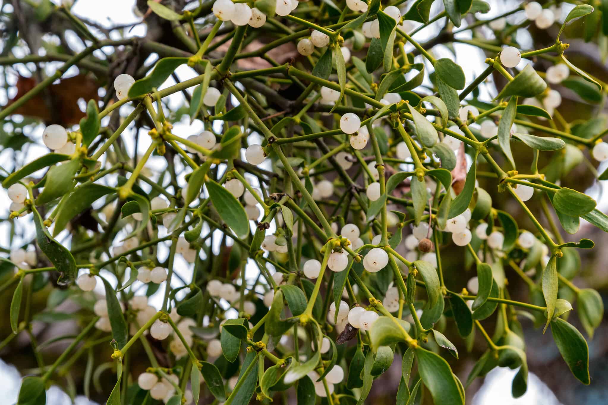 5 Types of Parasitic Plants - A-Z Animals