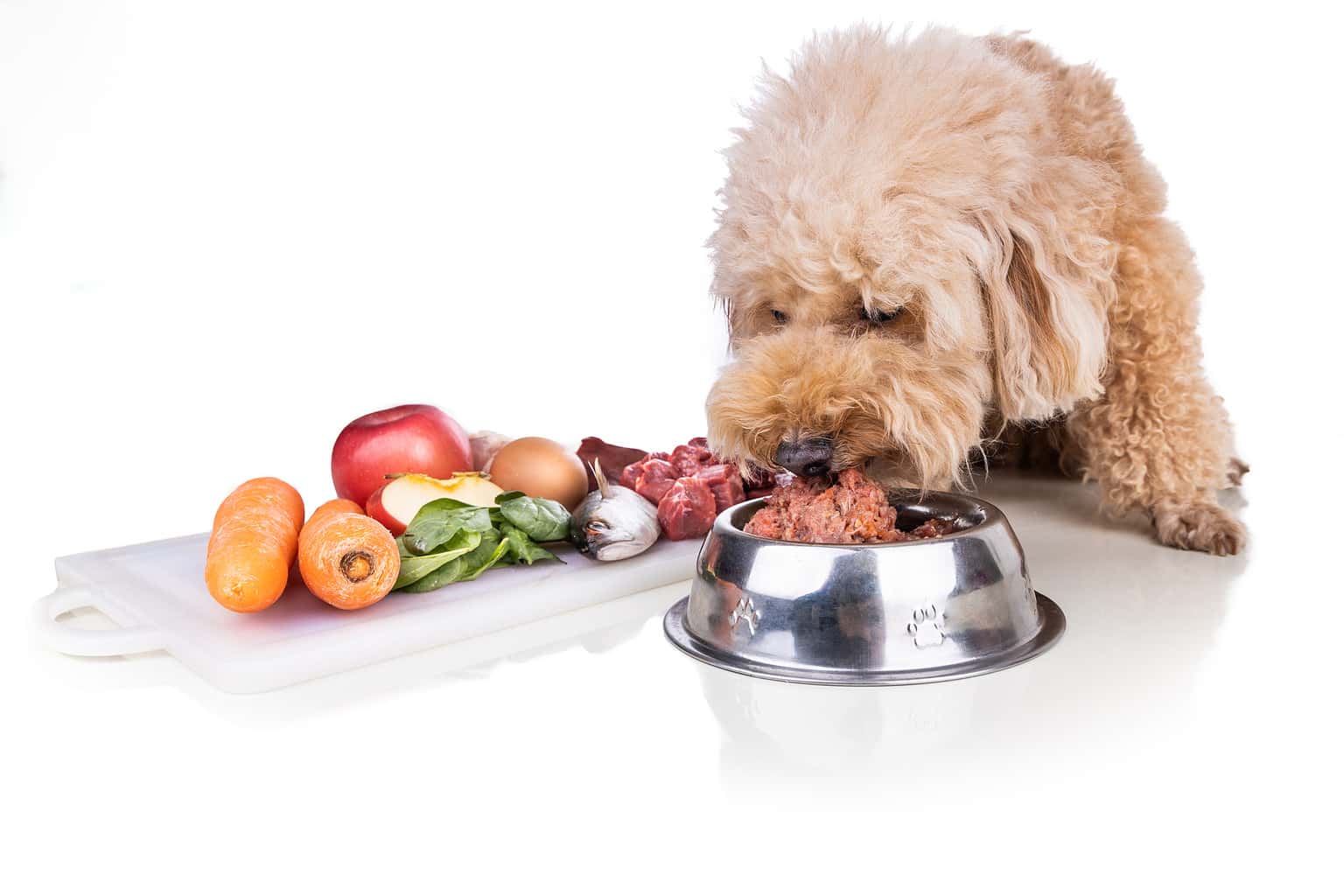 Can Your Dog Eat Raw Meat? - A-Z Animals