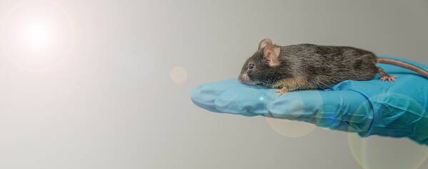 How to Care For a Baby Mouse: 10 Steps to Take If You Encounter One - A ...