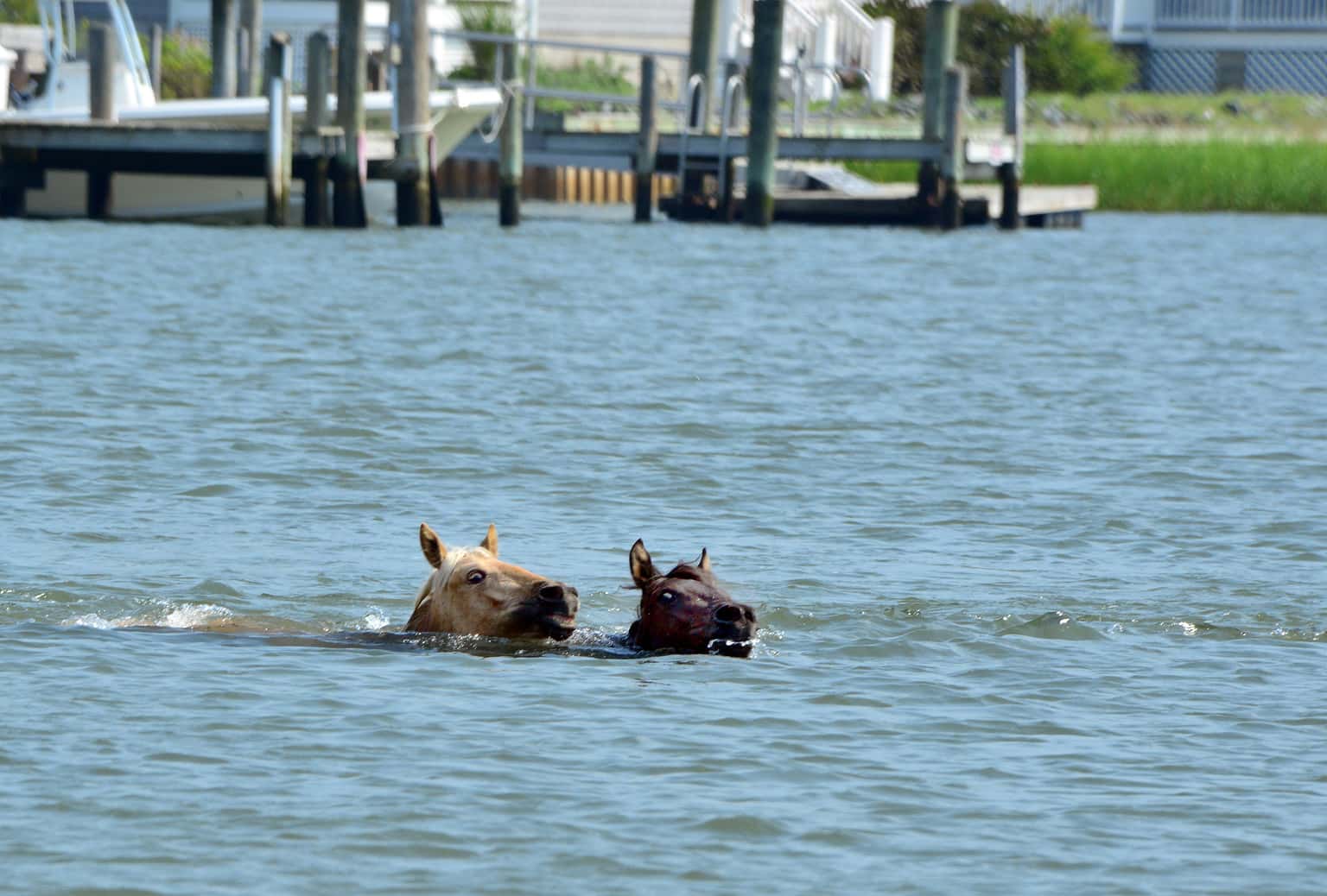 Discover The 11 Official State Animals Of Virginia - A-Z Animals