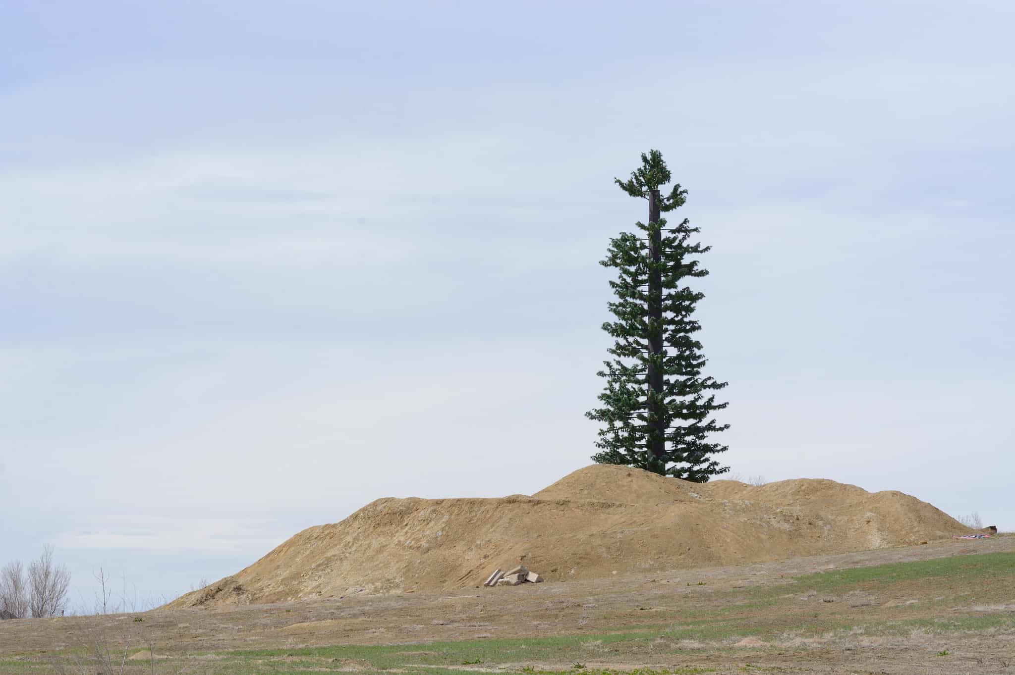 Why Are Cell Towers Disguised As Trees? - A-Z Animals
