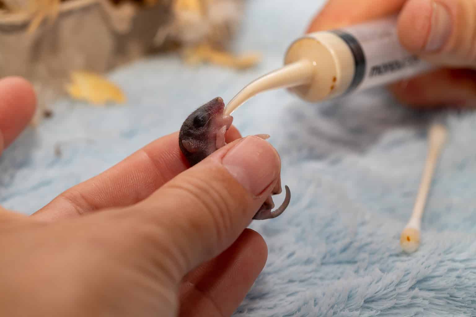 How to Care For a Baby Mouse: 10 Steps to Take If You Encounter One - A ...