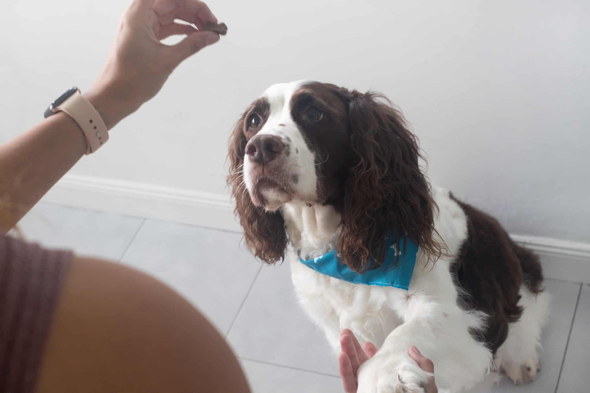 Are English Springer Spaniels the Most Troublesome Dogs? 11 Common ...