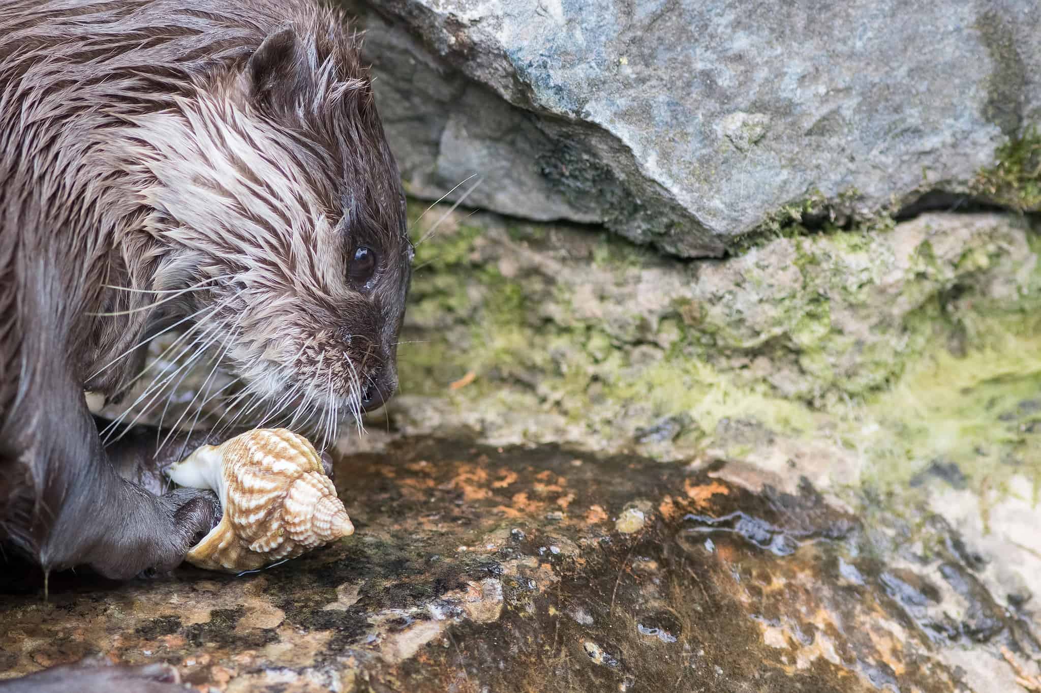How Smart Are Otters? Everything We Know About Their Intelligence - A-Z ...