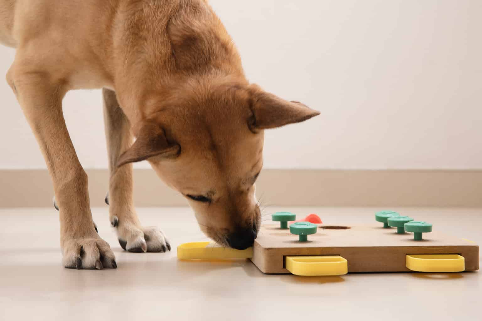 What Is Pica and Why It Causes My Dog to Eat Non-Edible Objects - A-Z ...