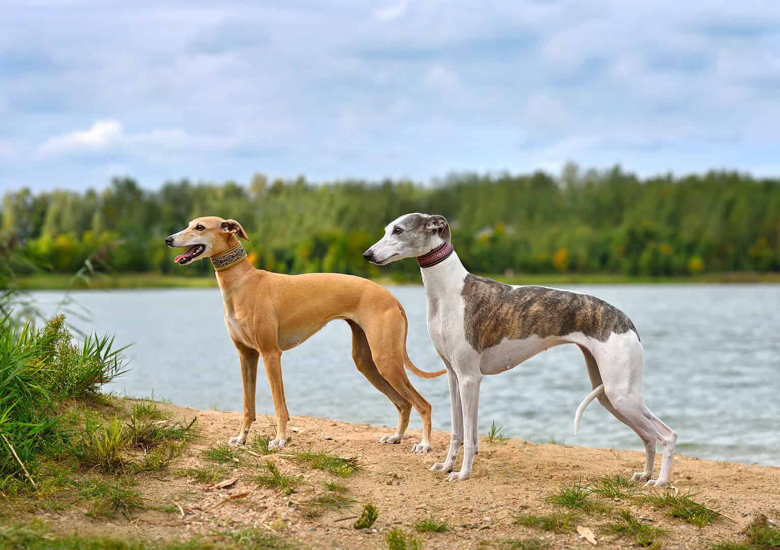 Whippet Colors: Rarest to Most Common - A-Z Animals