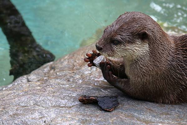 How Smart Are Otters? Everything We Know About Their Intelligence - A-Z ...